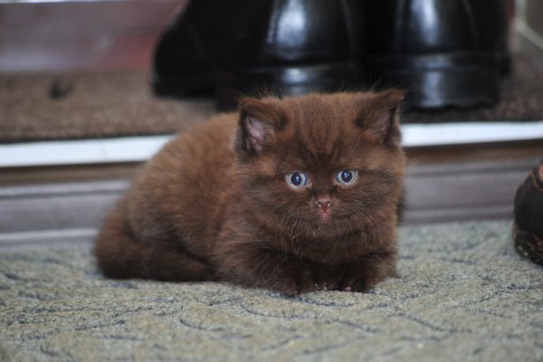 How Rare Are Brown Cats? Vet-Verified Cat Genetics - Catster