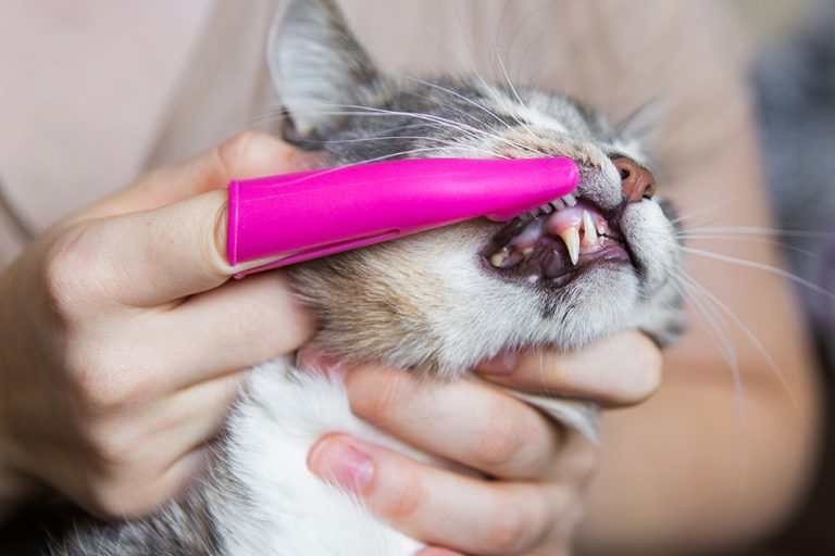 How Much Does Cat Teeth Cleaning Cost? 2025 Update - Catster
