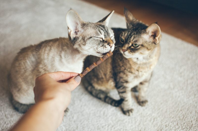 Devon Rex vs Sphynx Cat: What’s the Difference? (With Pictures) - Catster