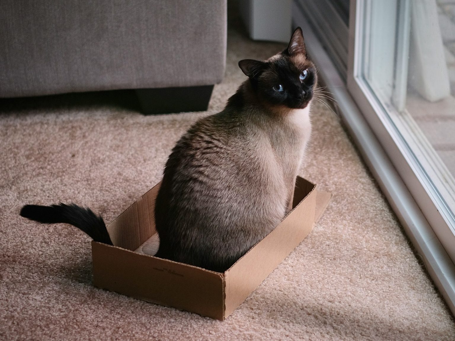 How Much Do Siamese Cats Cost? 2025 Price Guide - Catster