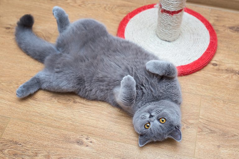 15 Grey Cat Breeds (With Info & Pictures) - Catster