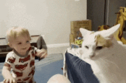 20 Cat High Five GIFs We Love: Cute & Funny Kitties - Catster