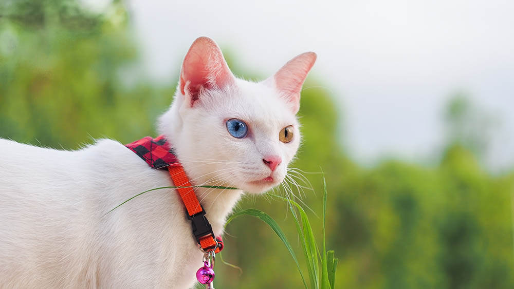 Khao Manee Cat Breed: Info, Pictures, Temperament & Traits - Catster