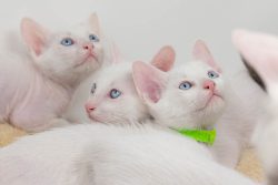 Khao Manee Cat Breed: Info, Pictures, Temperament & Traits - Catster
