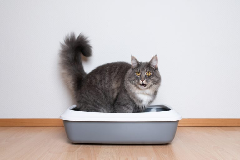 Chronic Diarrhea in Cats: Our Vet Discusses Signs, Causes & Treatment ...