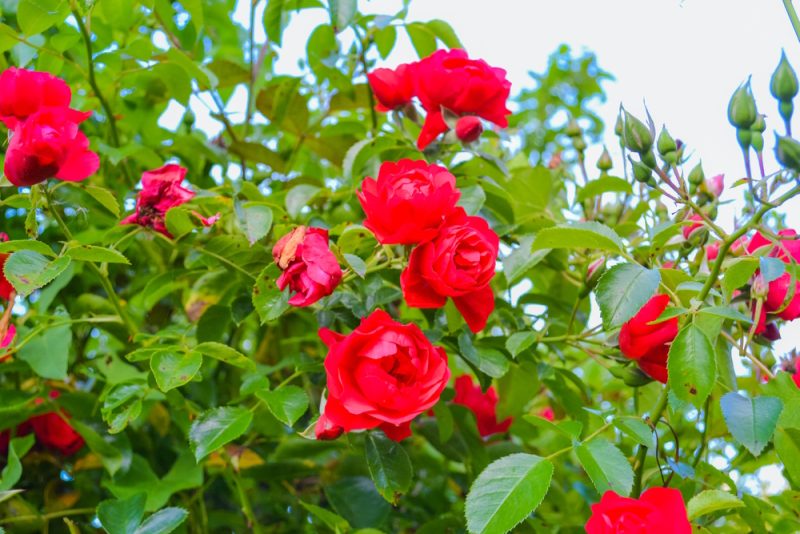 15 Plants to Add to Your Cat-Friendly Garden (Vet Answer) - Catster