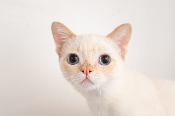 Cat Brain Anatomy: Vet-Verified Facts & Common Disorders - Catster
