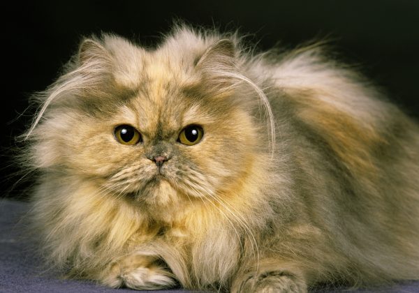 18 Vet-Verified Persian Cat Colors & Patterns (With Pictures) - Catster