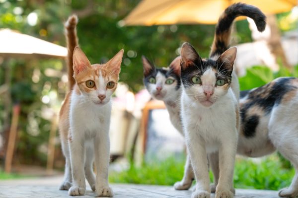 17 Australian Cat Statistics & Facts All Cat Lovers Should Know (2025 ...