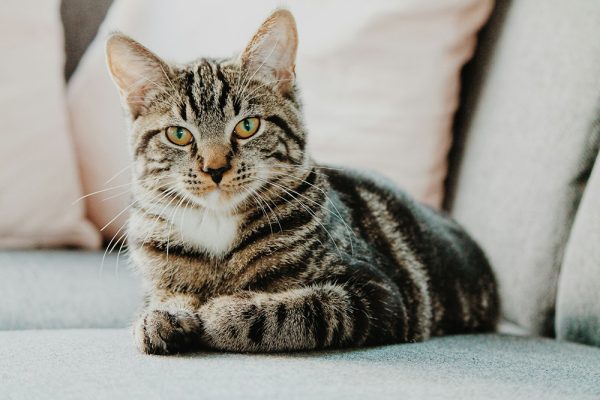 How Long Do Tabby Cats Live? Vet-Approved Lifespan Facts - Catster