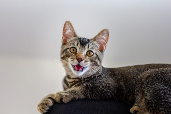 My Cat Is Panting After Playing, Should I Worry? 4 Vet Approved Reasons ...