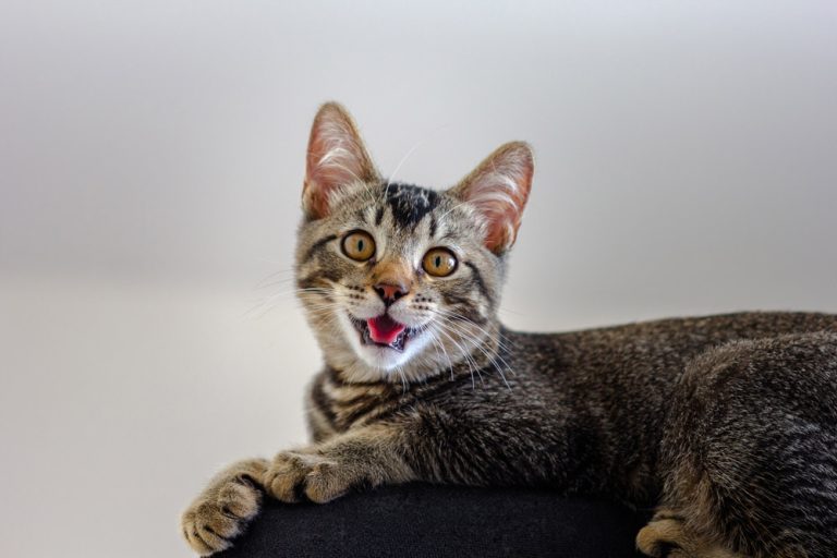 My Cat Is Panting After Playing, Should I Worry? 4 Vet Approved Reasons ...