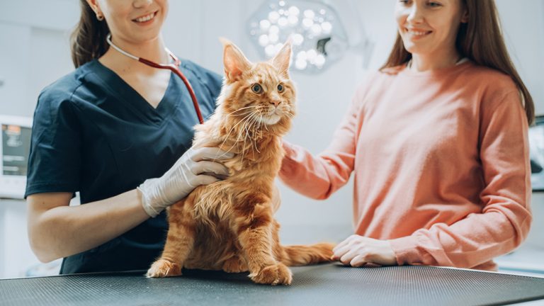 4 Angry Cat Sounds & Vet Approved Tips on How to Calm Them - Catster
