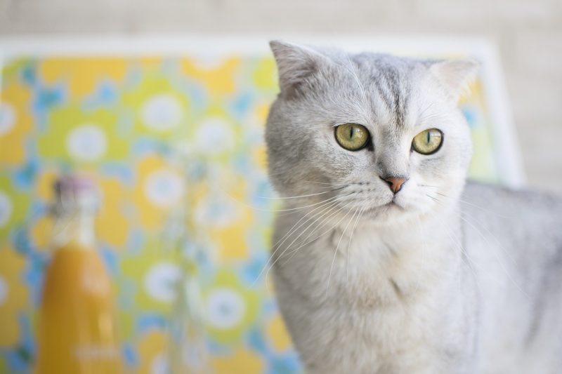 12 Cutest Cat Breeds in 2026 (With Info & Pictures) - Catster