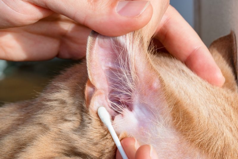 Cat Ear Mites Vs Earwax Vet Reviewed Ways To Tell The Difference Catster