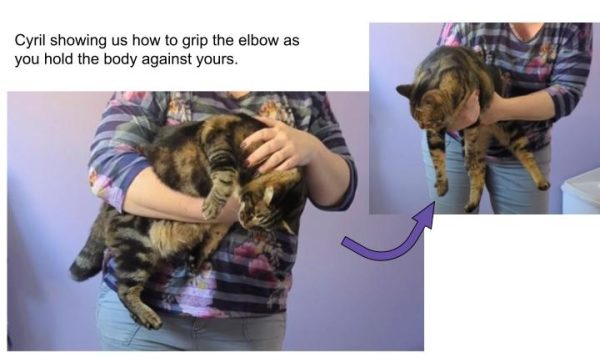 How to Safely Restrain a Cat: Dr. Karyn Shares Her Tips (with Video ...