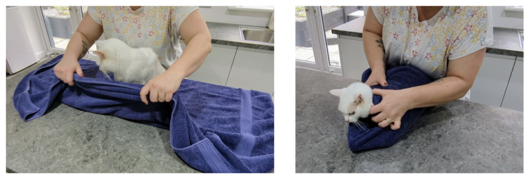 How to Safely Restrain a Cat: Dr. Karyn Shares Her Tips (with Video ...