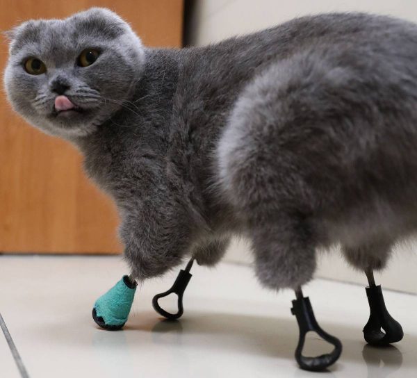 Prosthetics for Cats: Vet-Verified Info & Success Stories - Catster