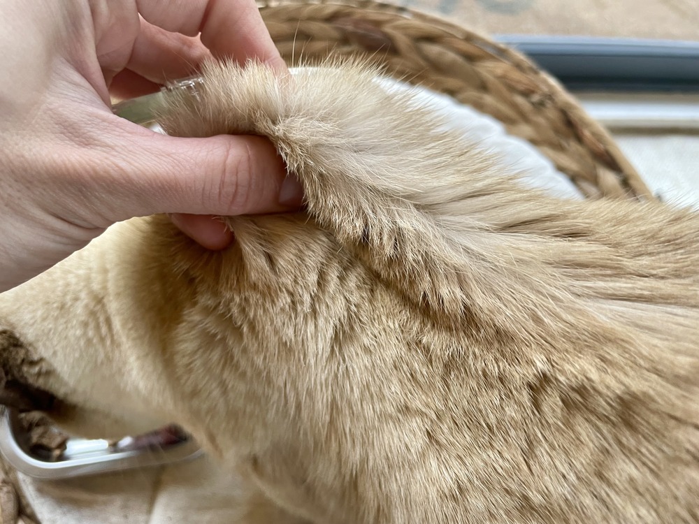 How to Give Subcutaneous Fluids to a Cat? 9 Vet-Approved Steps to ...