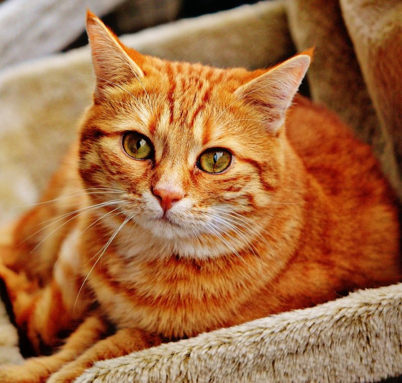 10 Types of Tabby Cat Colors & Patterns (With Pictures) - Catster