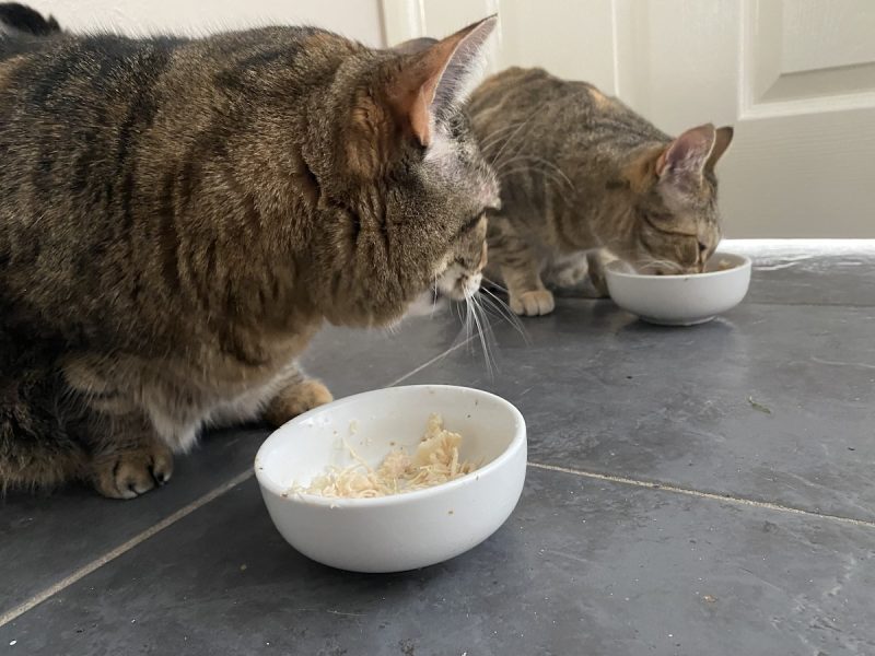 Good Eaters: Why a Cat’s Big Appetite Can Mean a Big Problem - Catster