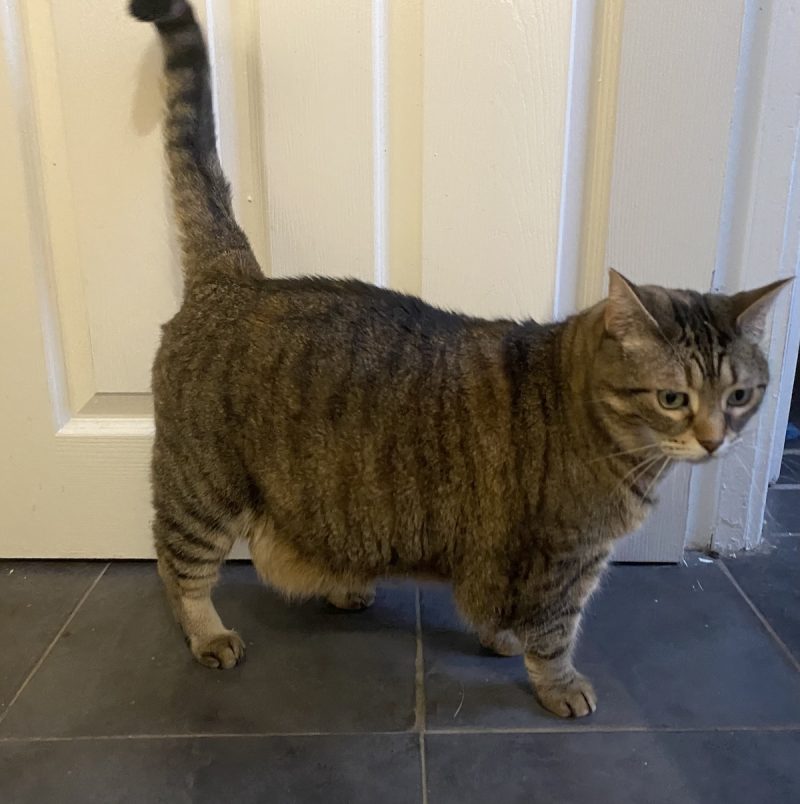 When the Wee! Isn’t So Fun: Feline Inappropriate Urination in My ...