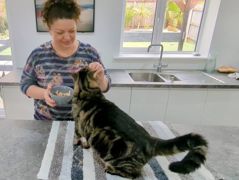 How to Safely Restrain a Cat: Dr. Karyn Shares Her Tips (with Video ...