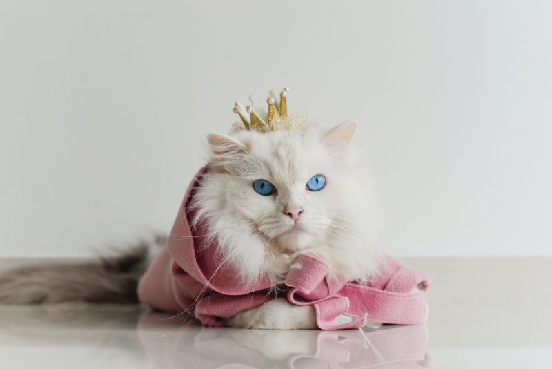 225 Royal & Regal Cat Names: Great Ideas for Your Noble Cat - Catster