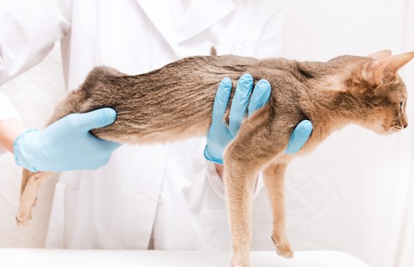 Abyssinian Cat Health Problems: Our Vet Discusses 5 Common Issues - Catster