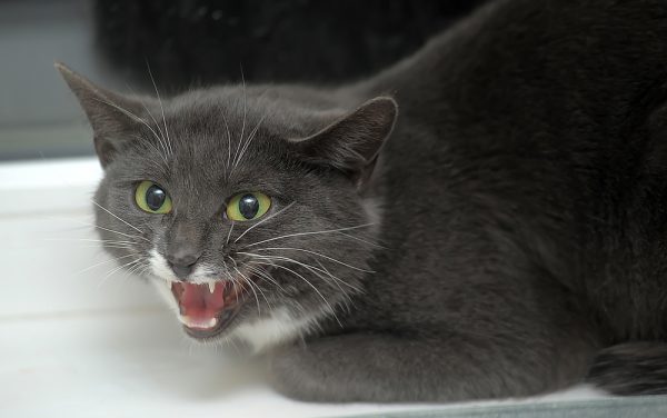 Does My Cat Hate Me? Signs, Causes & What to Do About It (Vet-Verified ...