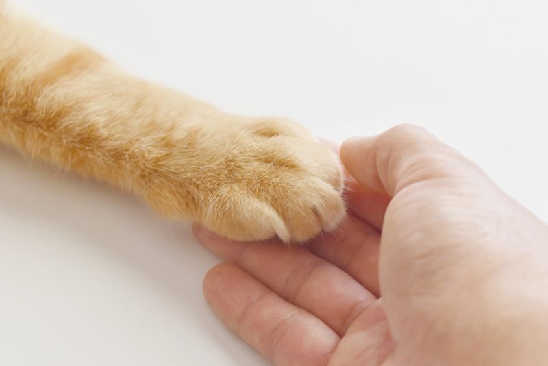 10 Tricks to Teach Your Cat: Vet-Approved Steps for Fun - Catster