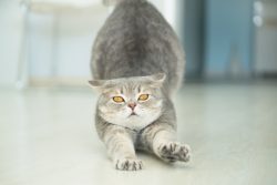 Why Do Cats Stretch When They See You? 5 Common Reasons - Catster