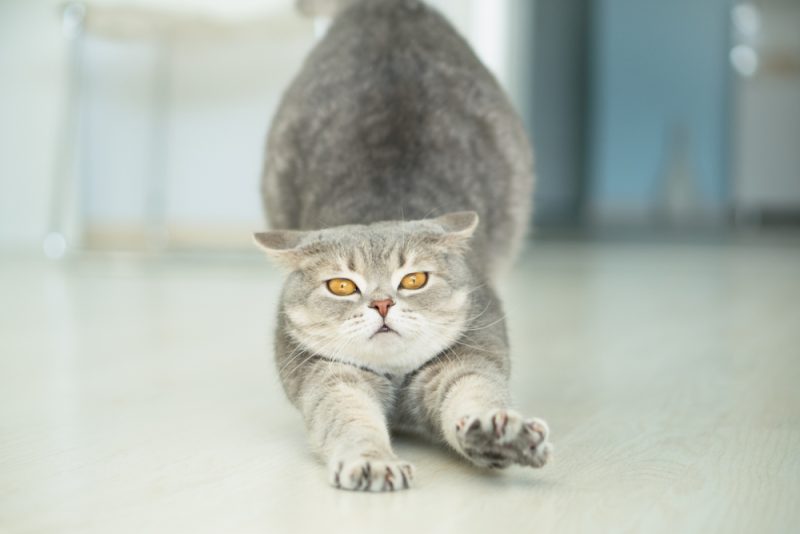 Why Do Cats Stretch When They See You? 5 Vet Verified Reasons - Catster
