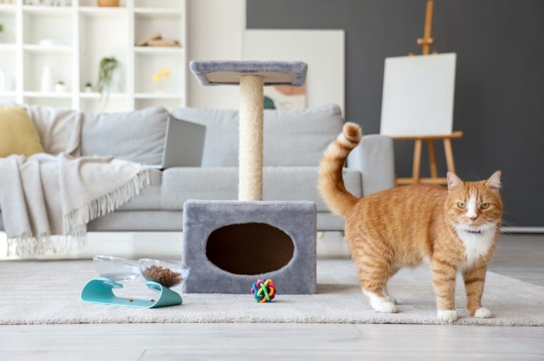 12 Types of Cat Accessories for Your Fabulous Feline - Catster