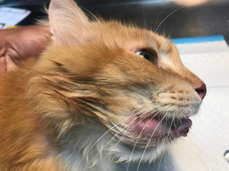 What Do Cat Ulcers Look Like In Cats And Dogs Infoupdate What Do Cat Ulcers Look Like In Cats And Dogs Infoupdate