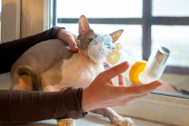 Inhaler for Cats: Vet-Approved Tips on How to Use It for an Asthmatic ...