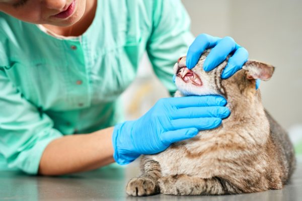 Rodent Ulcers in Cats: Our Vet Explains Causes, Signs, & Treatments ...