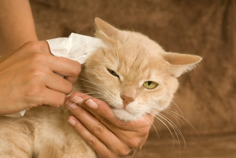 How Often Should You Clean Your Cat’s Ears? Vet Approved Facts & Step ...