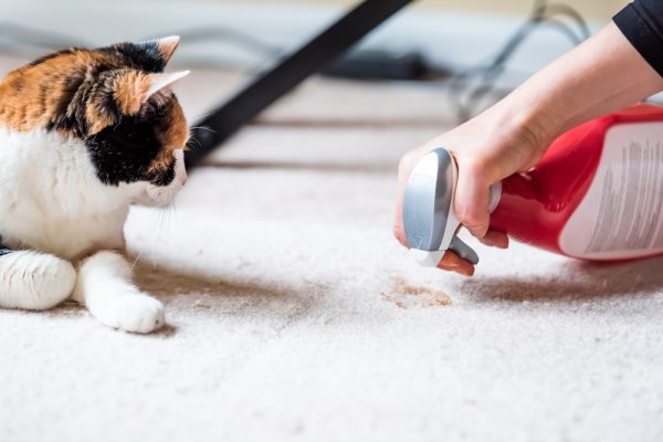 6 Best Cat Urine, Odor, & Stain Removers in Australia in 2025: Reviews ...