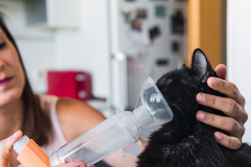 Inhaler for Cats: Vet-Approved Tips on How to Use It for an Asthmatic ...