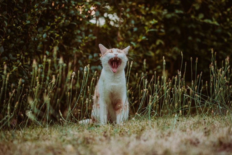50 Perfect Crying Cat Memes - Sad But Hilarious Jokes - Catster