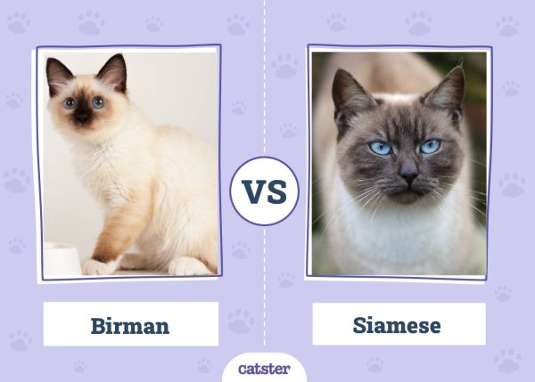 Birman vs Siamese Cat: Main Differences (With Pictures) - Catster