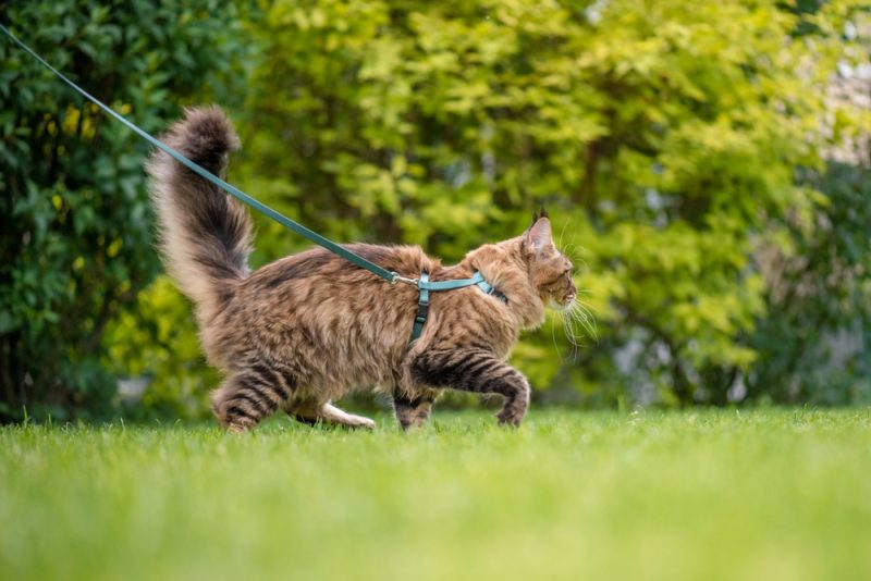 17 Canada Cat Statistics & Facts All Cat Lovers Should Know (2026 ...