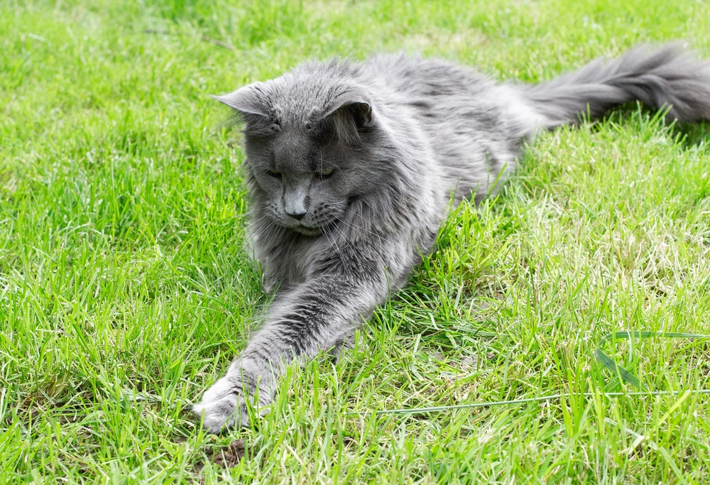 Blue Maine Coon Cat: Info, Pictures, Facts & History - Catster