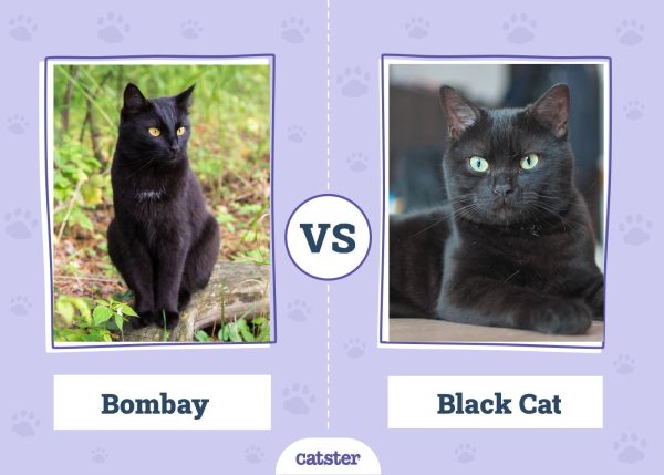Bombay Cat vs Black Cat: The Differences (With Pictures) - Catster