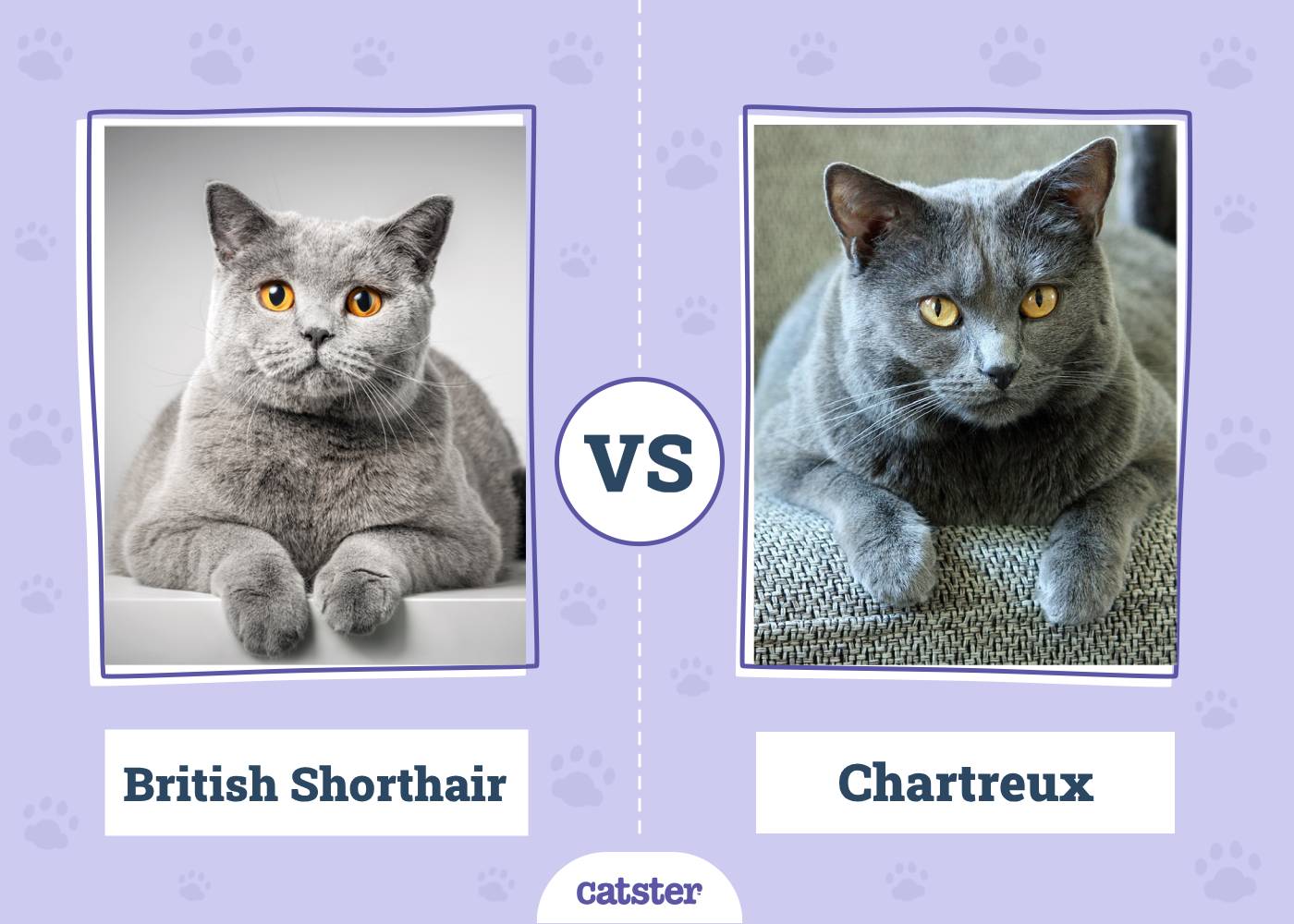 Chartreux vs. British Shorthair: The Differences (With Pictures) - Catster