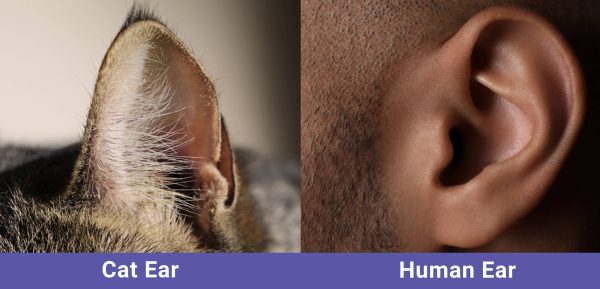 Ear Pinna in Cats: Vet-Reviewed Info, Facts & FAQ (With Infographic ...