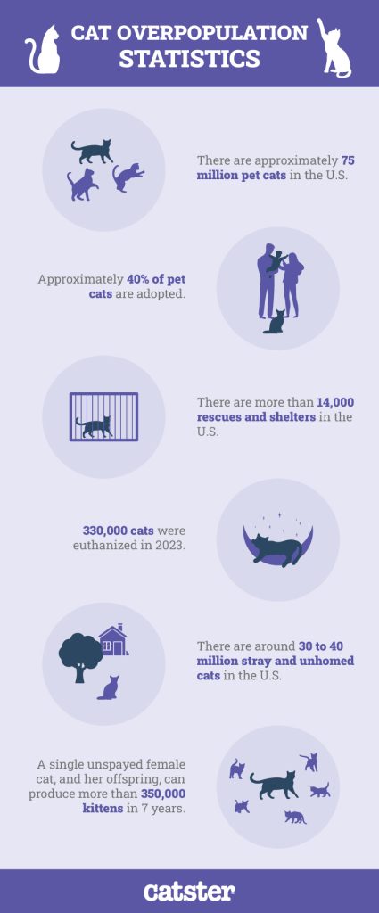 14 Cat Overpopulation Statistics (2025 Update) - Catster