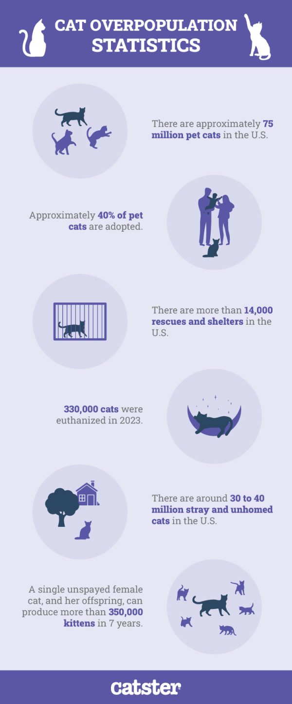 14 Cat Overpopulation Statistics (2025 Update) - Catster