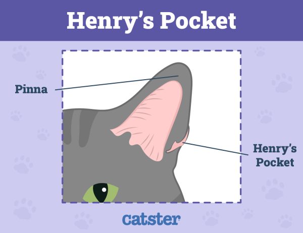 Is It True That All Cats Have Henrys Pocket Vet Approved Facts And Faq